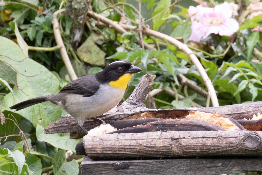 シロエリヤブシトド（gutturalis グループ） - eBird