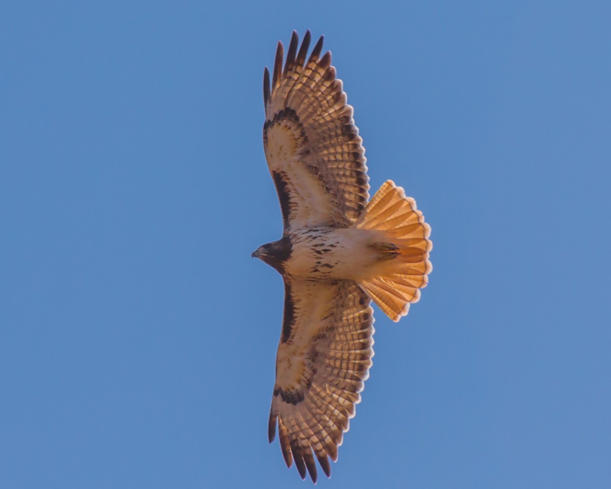 eBird Checklist - 23 Nov 2019 - Palo Duro Canyon SP (PHP 040) - 19 species