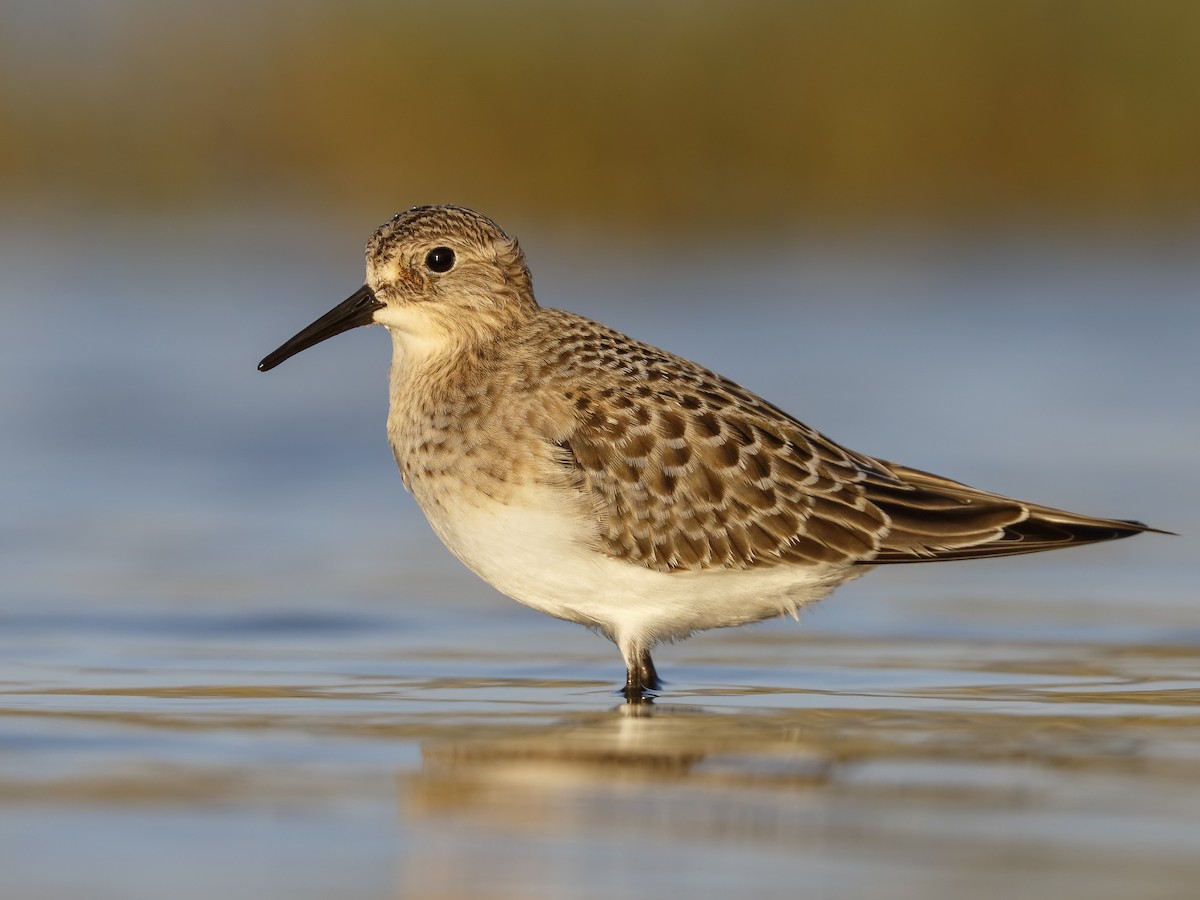 Baird's Sandpiper - Calidris bairdii - Birds of the World