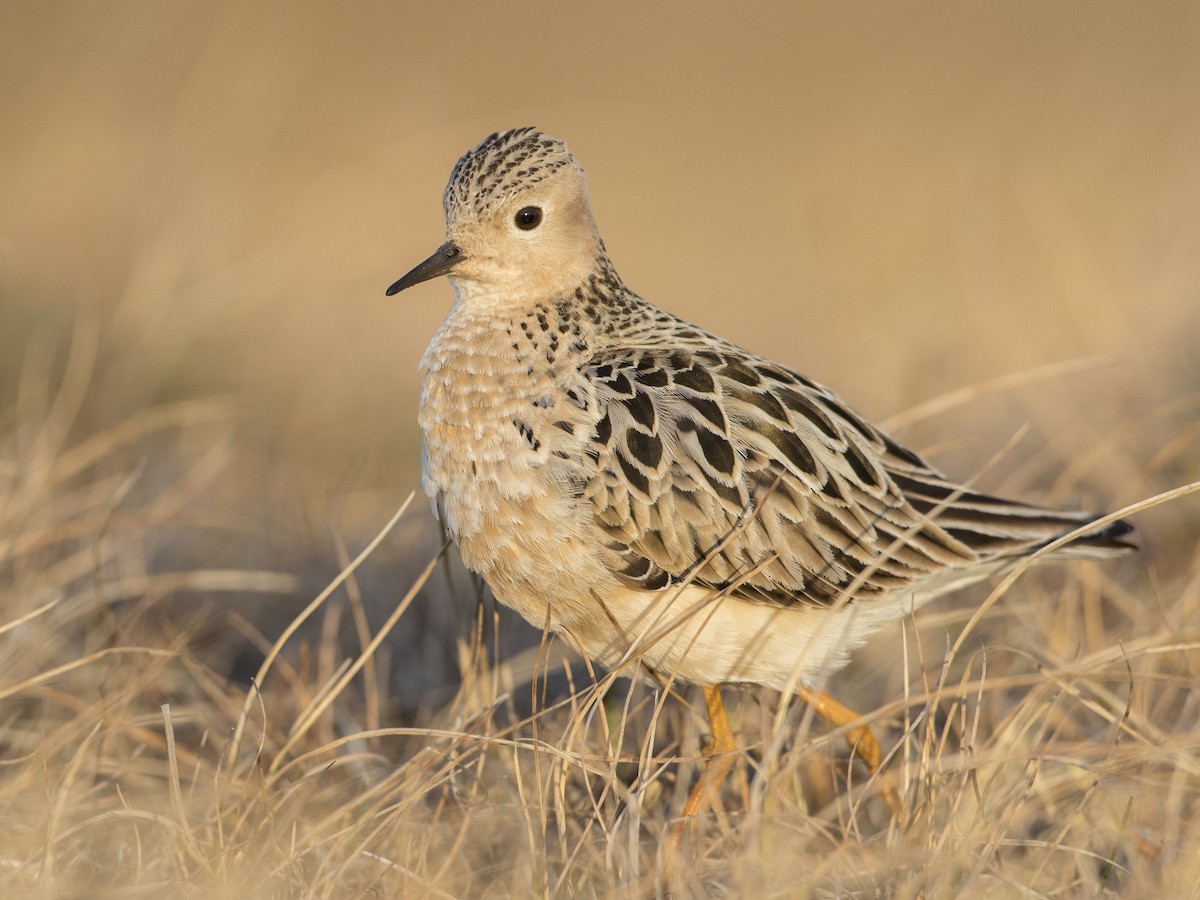 Buff-breasted Sandpiper - Calidris subruficollis - Birds of the World