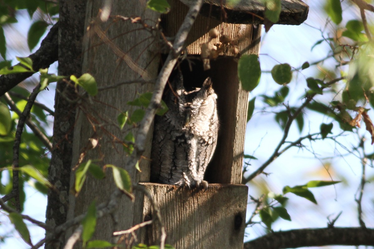 eBird Checklist - 15 Nov 2019 - Larry Jordan and Judith Reader Pond ...