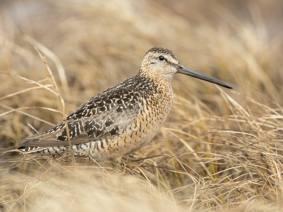 Long-billed Dowitcher - Limnodromus scolopaceus - Birds of the World