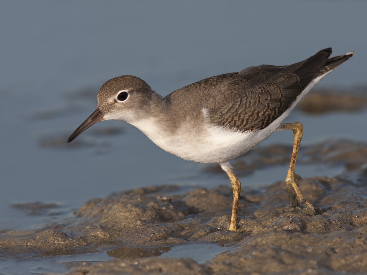 Spotted Sandpiper - Actitis macularius - Birds of the World