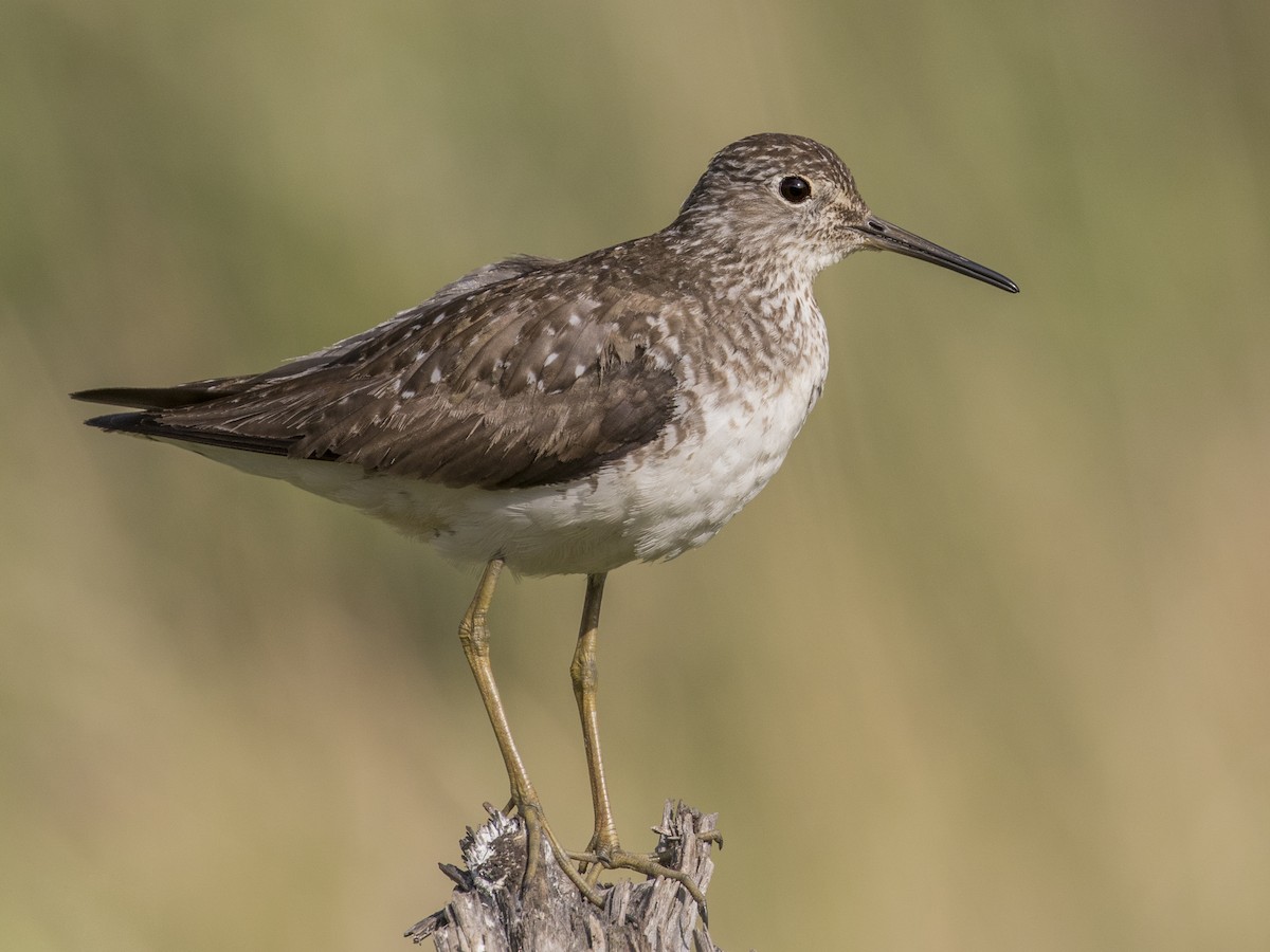 Solitary Sandpiper - Tringa solitaria - Birds of the World