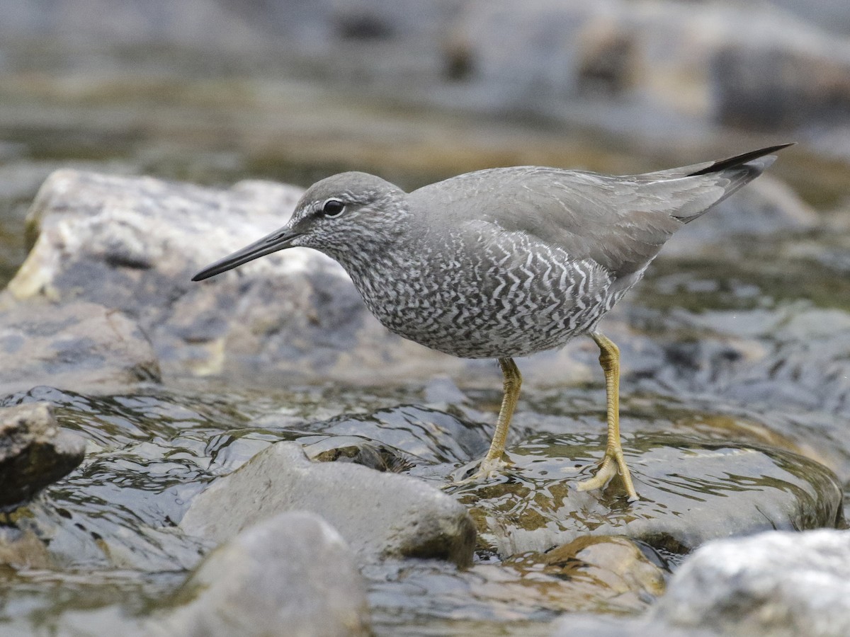 Wandering Tattler - Tringa incana - Birds of the World