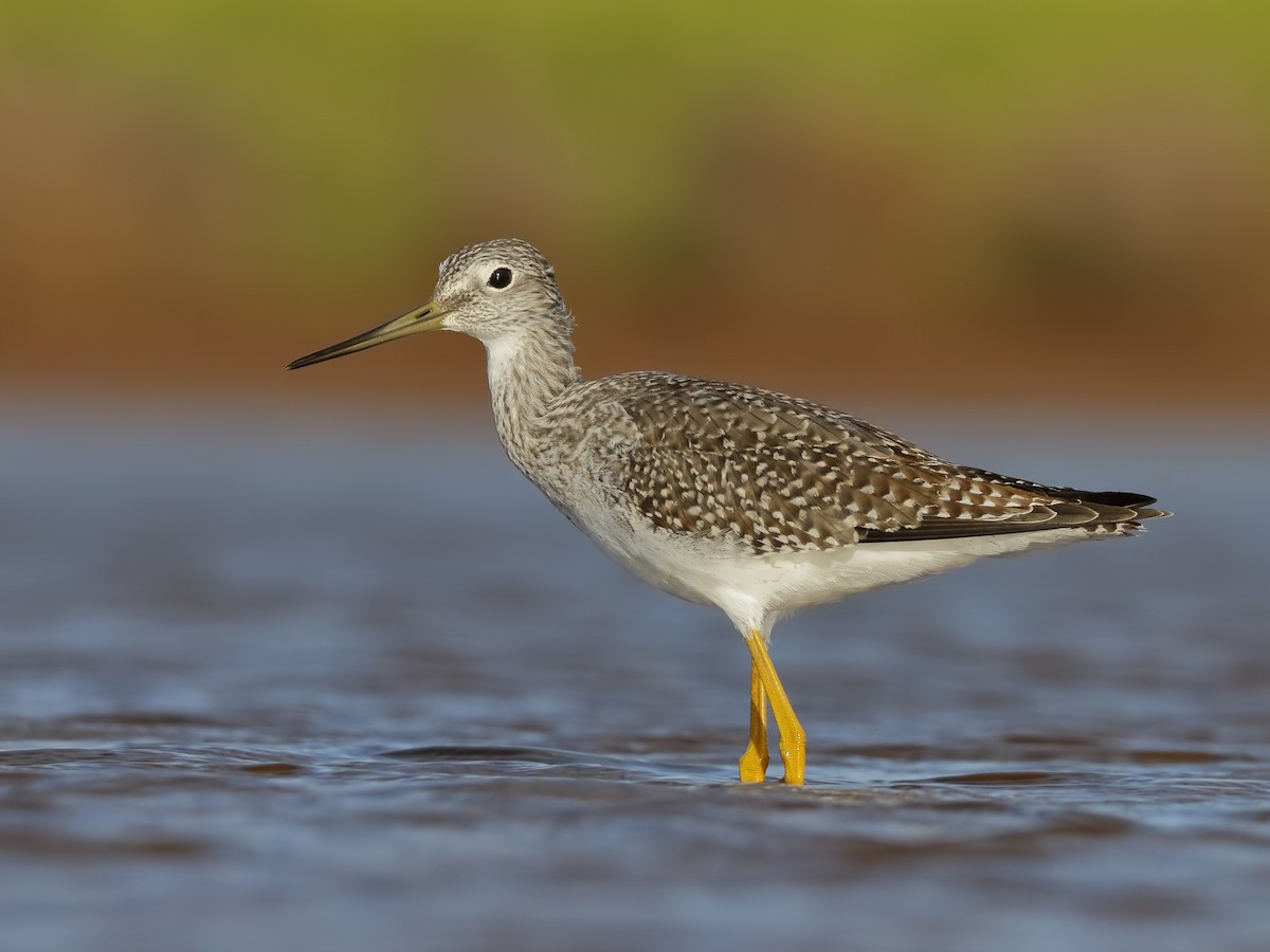Greater Yellowlegs - Tringa melanoleuca - Birds of the World