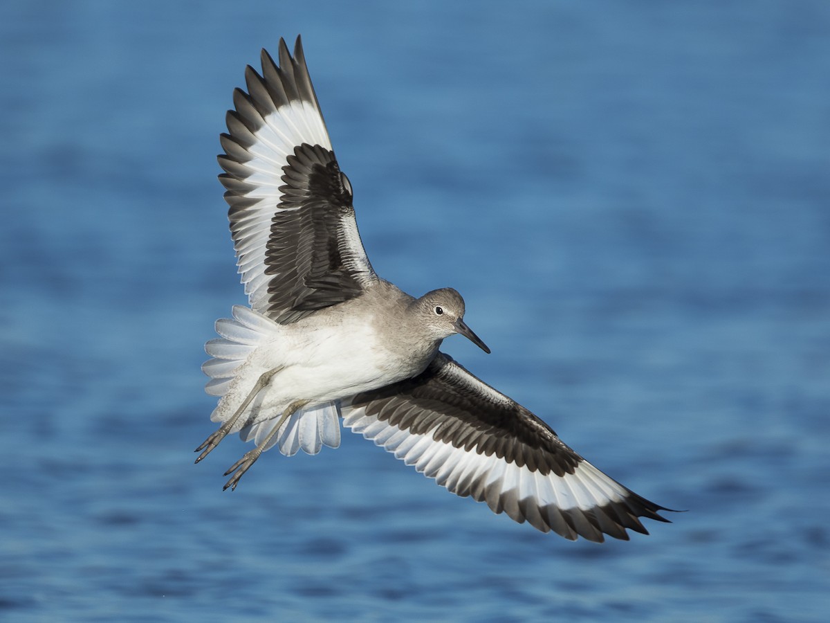Willet - Tringa semipalmata - Birds of the World