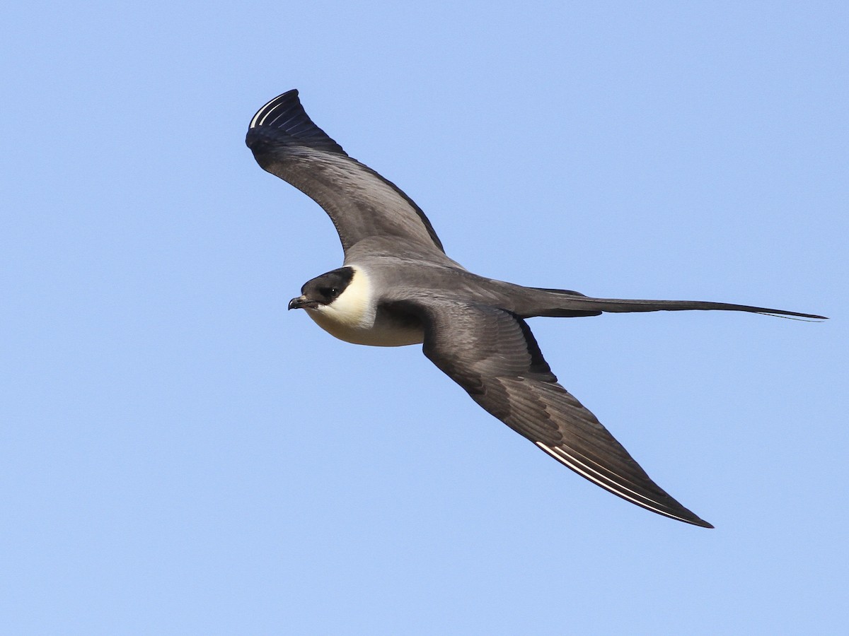 Long-tailed Jaeger - Stercorarius longicaudus - Birds of the World