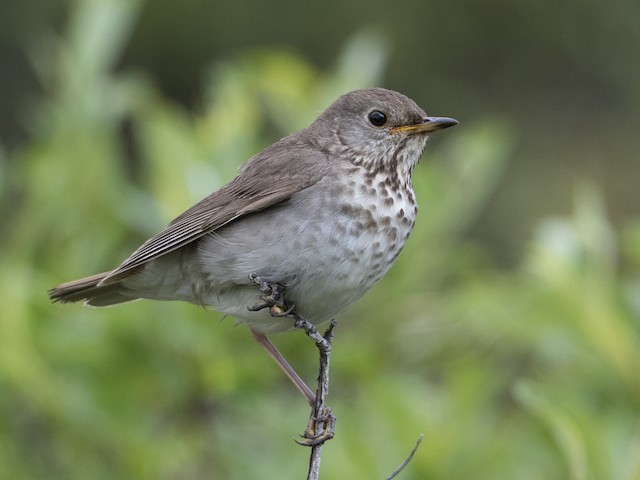 Thrush Bird The Hobbit