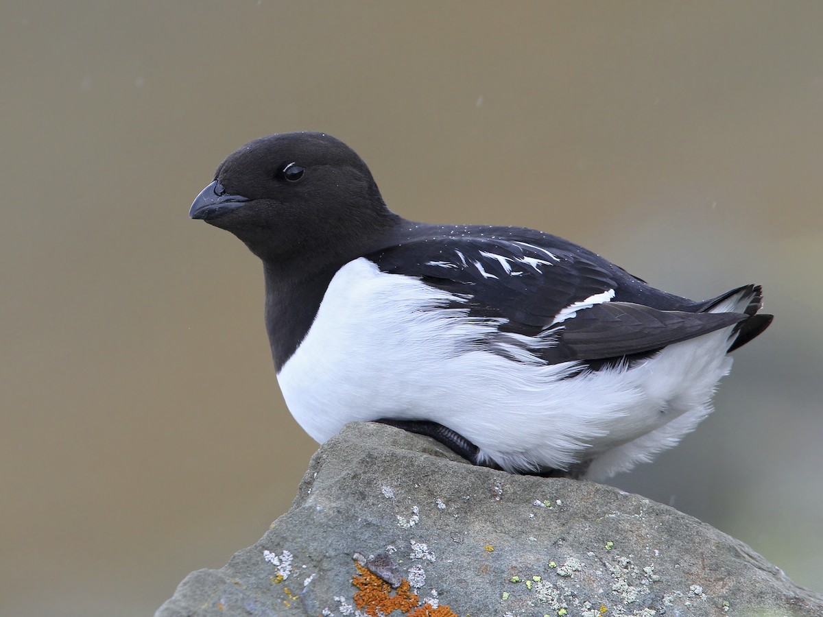 Dovekie - Alle alle - Birds of the World