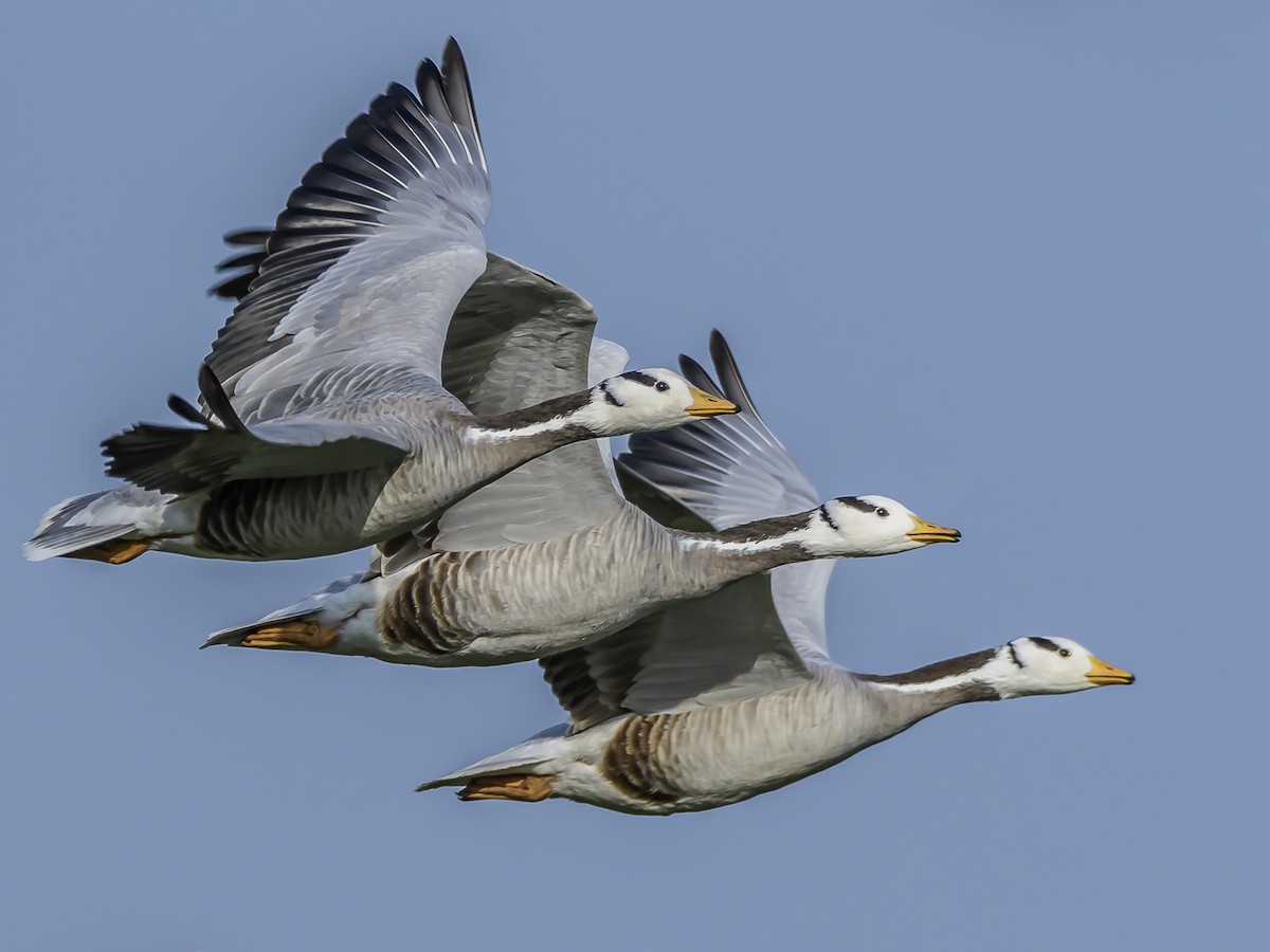 Bar-headed Goose - Anser indicus - Birds of the World