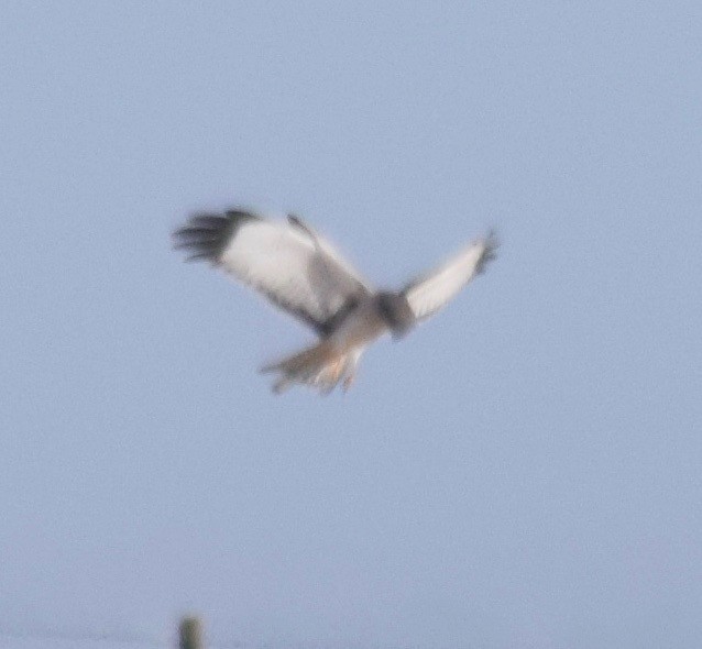 eBird Checklist - 21 Nov 2019 - Meiss Rd. - 16 species