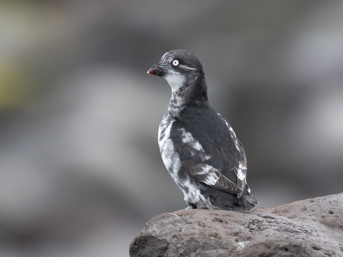 Least Auklet - Aethia pusilla - Birds of the World
