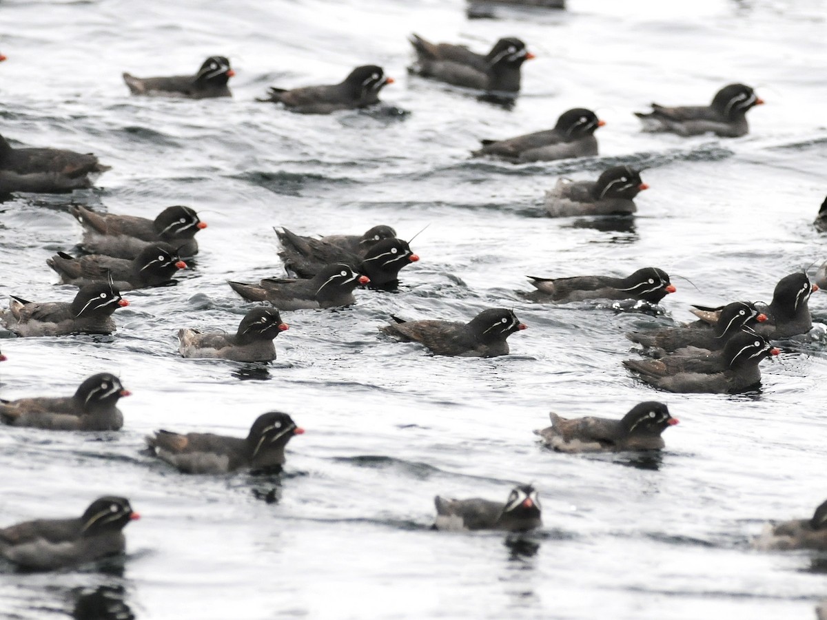Whiskered Auklet - Aethia pygmaea - Birds of the World