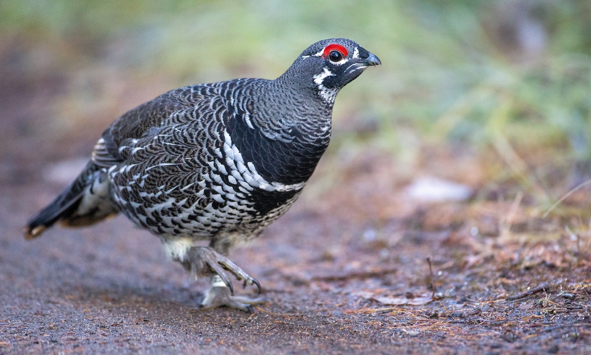 Species Spotlight - Spruce Grouse - New York Breeding Bird Atlas