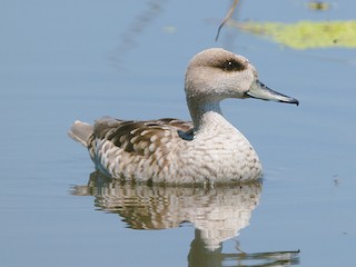 Marbled Duck - eBird