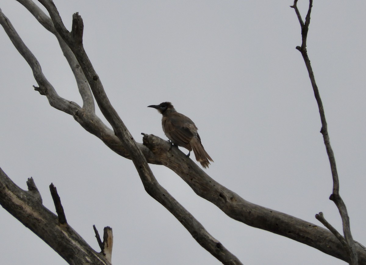 eBird Australia Checklist - 26 Nov 2019 - Bibaringa - 52 species