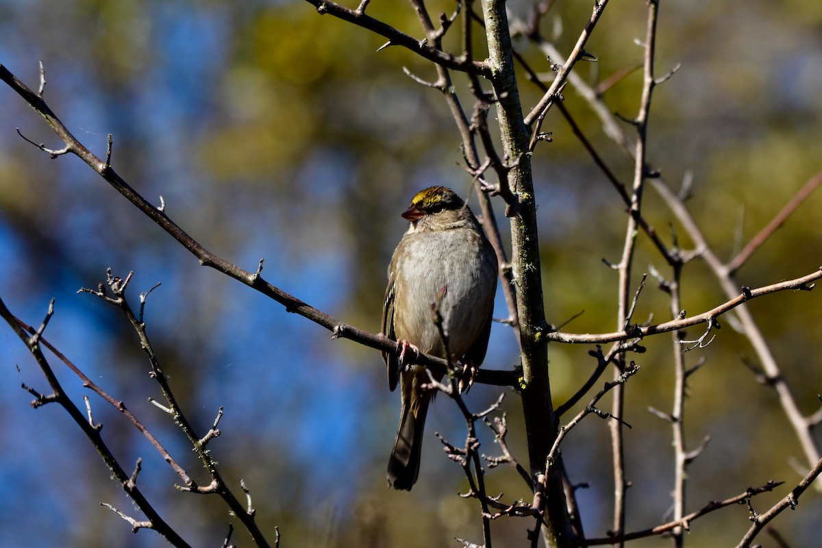 eBird Checklist - 23 Nov 2019 - Arcata Marsh and Wildlife Sanctuary - 8 ...