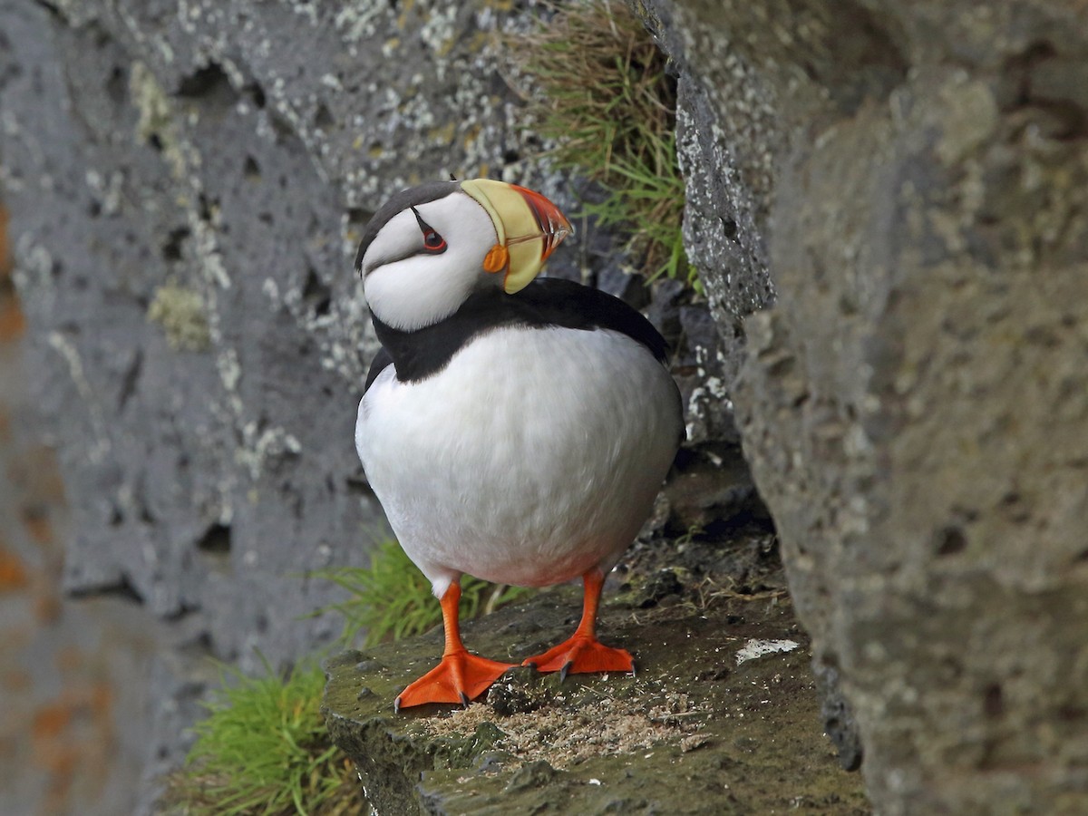 Horned Puffin - Fratercula corniculata - Birds of the World