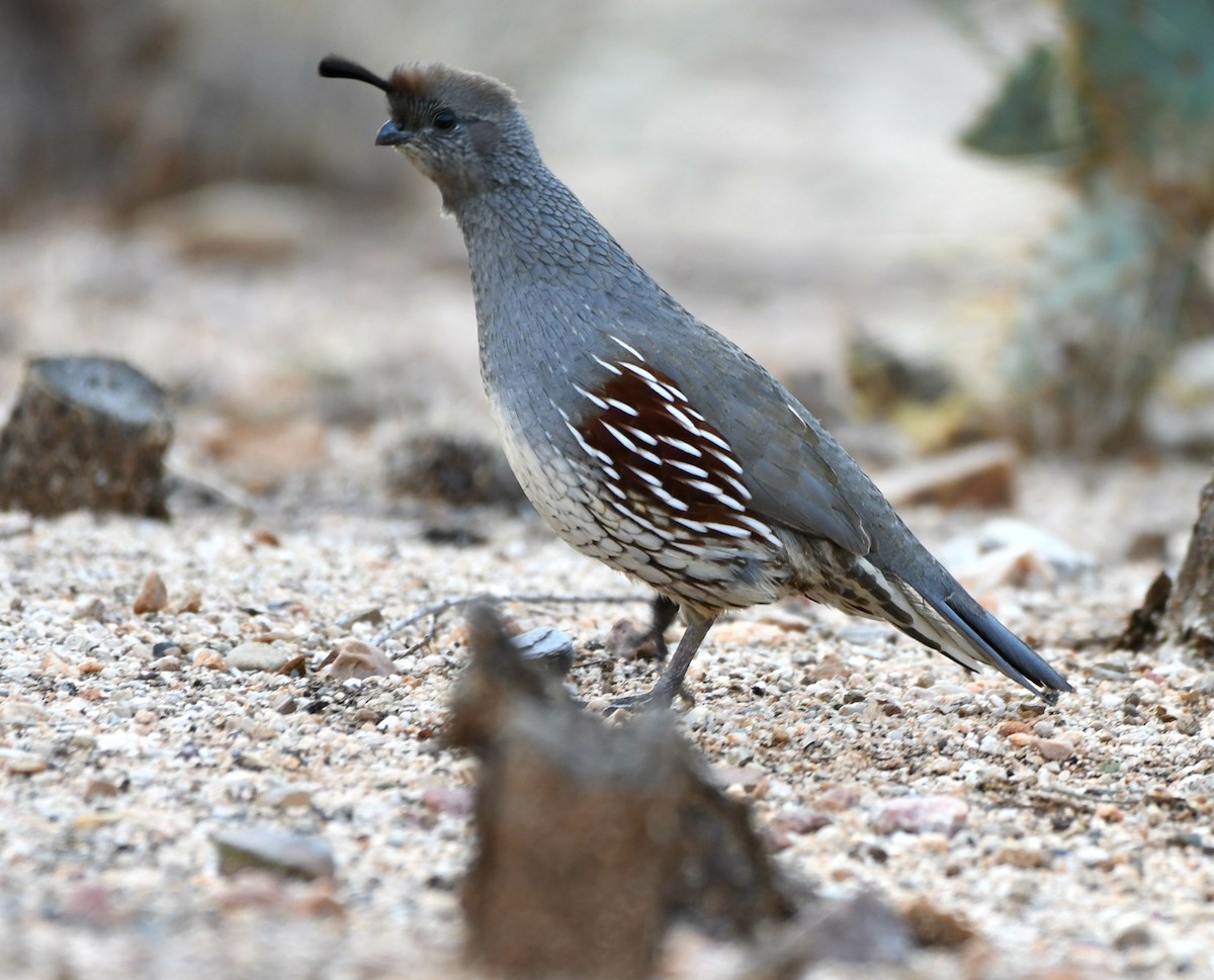 eBird Checklist - 24 Nov 2019 - The Views Golf Course - 24 species