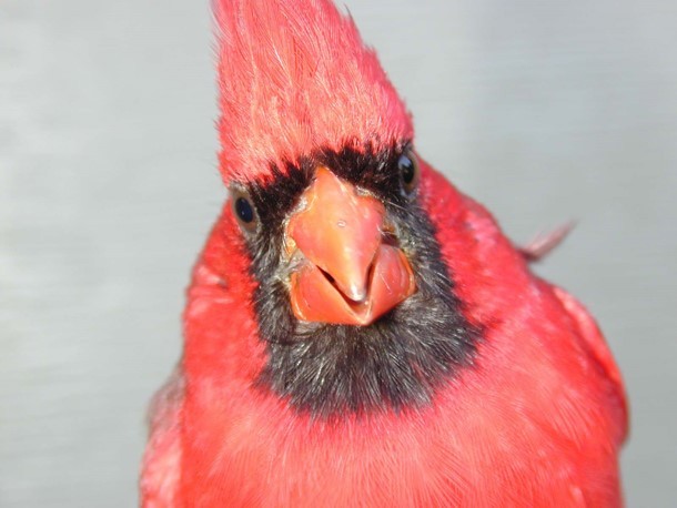 Photos - Northern Cardinal - Cardinalis cardinalis - Birds of the World