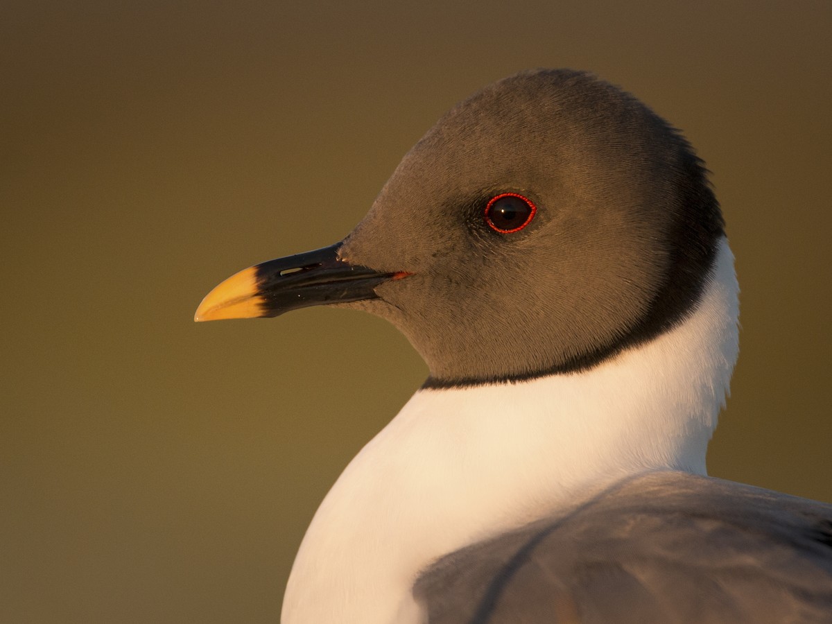 Sabine's Gull - Xema sabini - Birds of the World