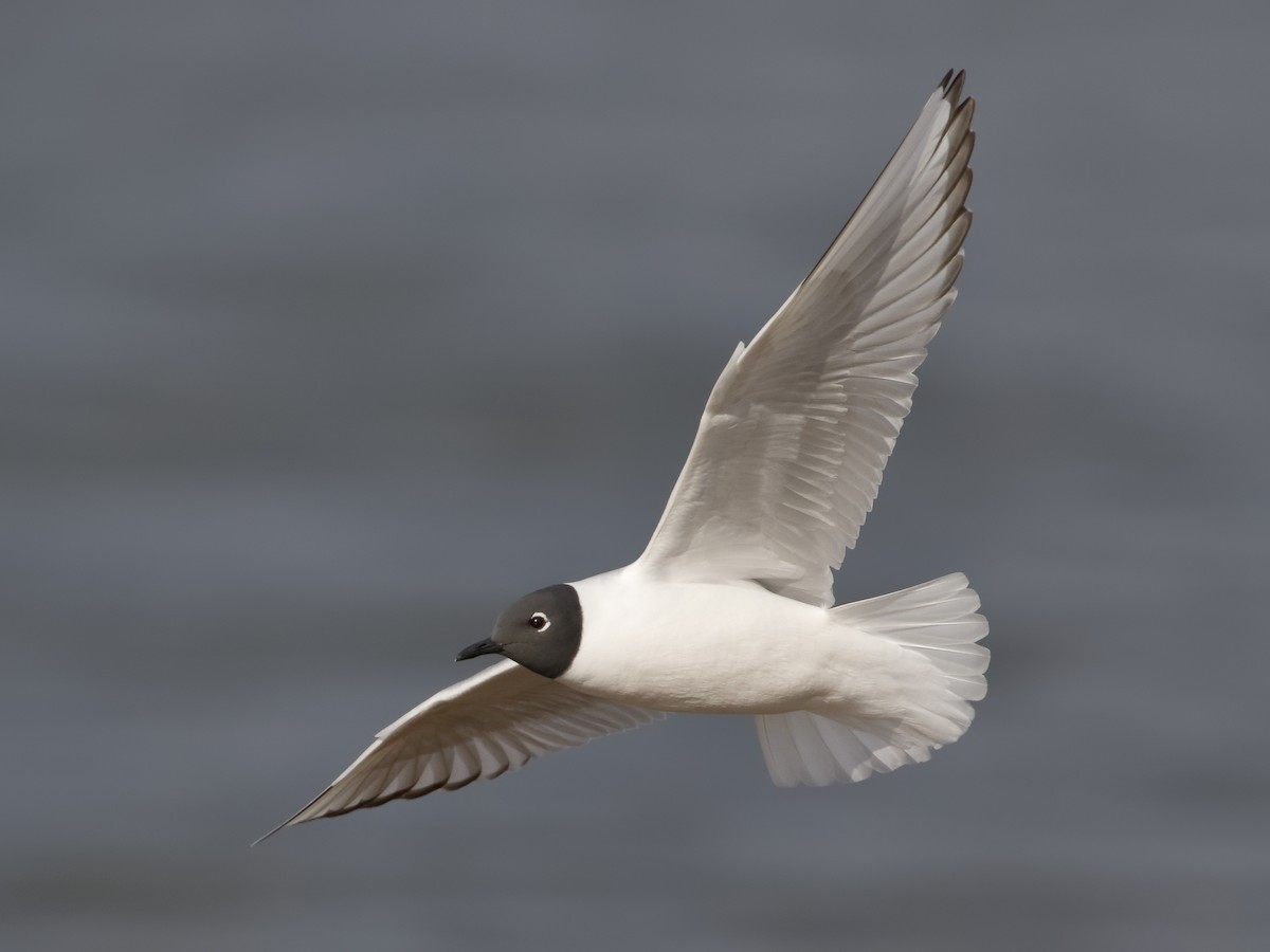 Bonaparte's Gull - Chroicocephalus philadelphia - Birds of the World
