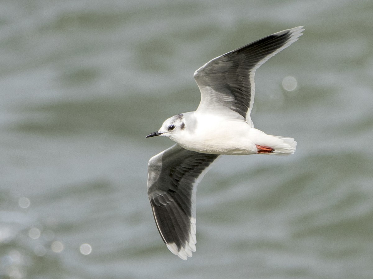 Little Gull - Hydrocoloeus minutus - Birds of the World