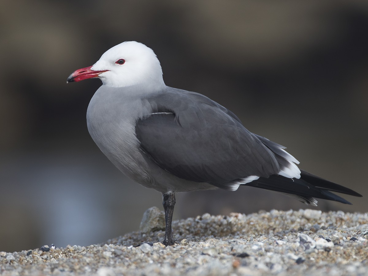 Heermann's Gull - Larus heermanni - Birds of the World