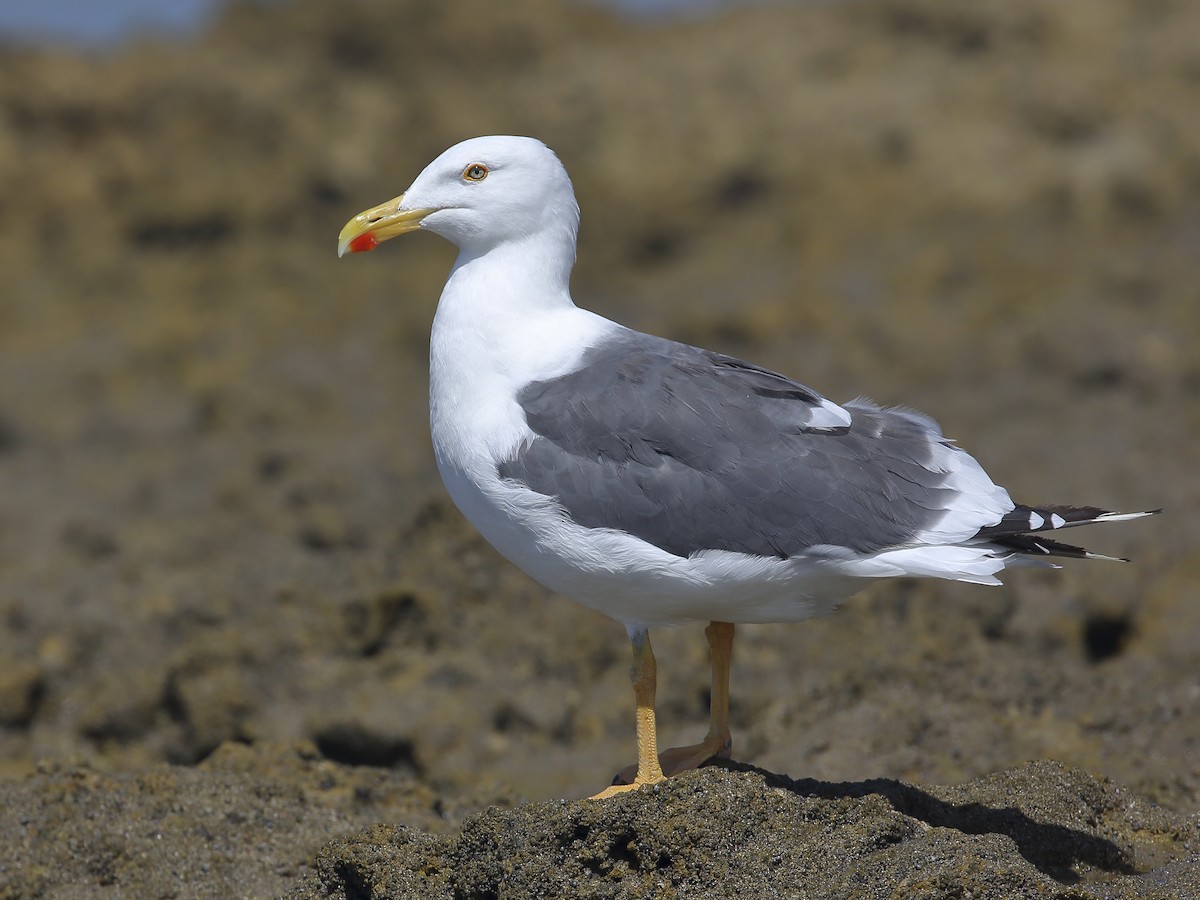 Yellow-footed Gull - Larus livens - Birds of the World