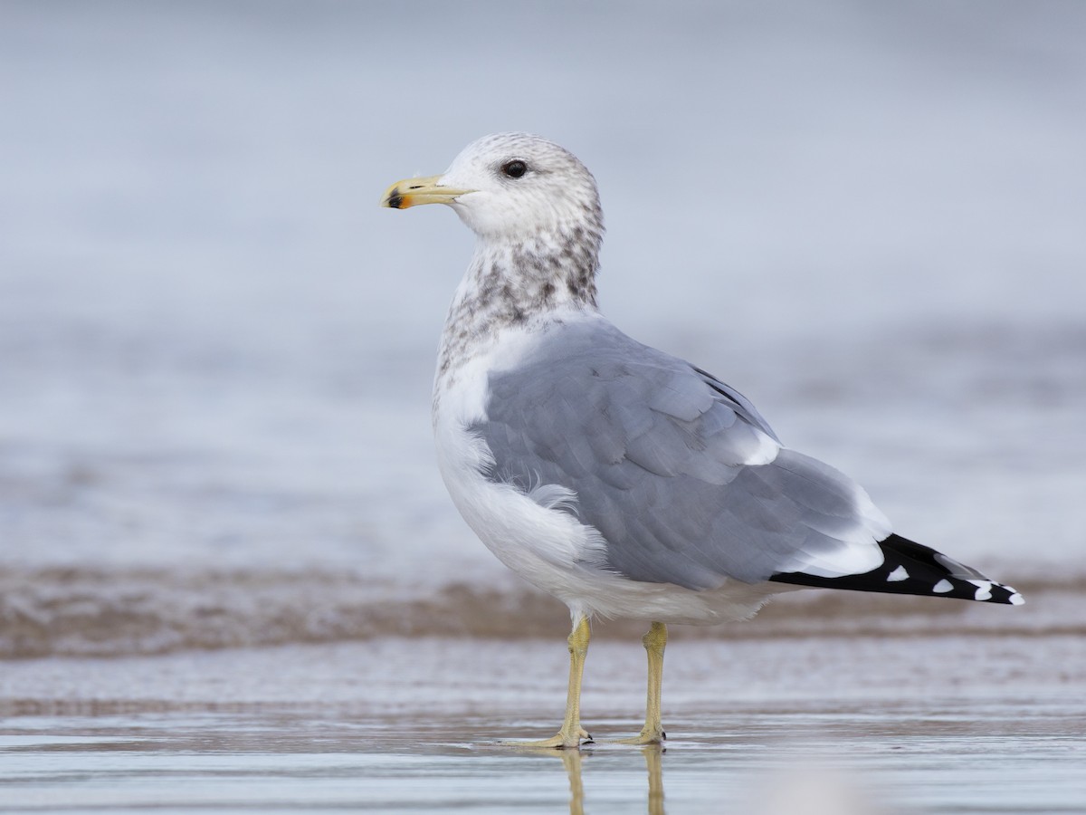 California Gull - Larus californicus - Birds of the World