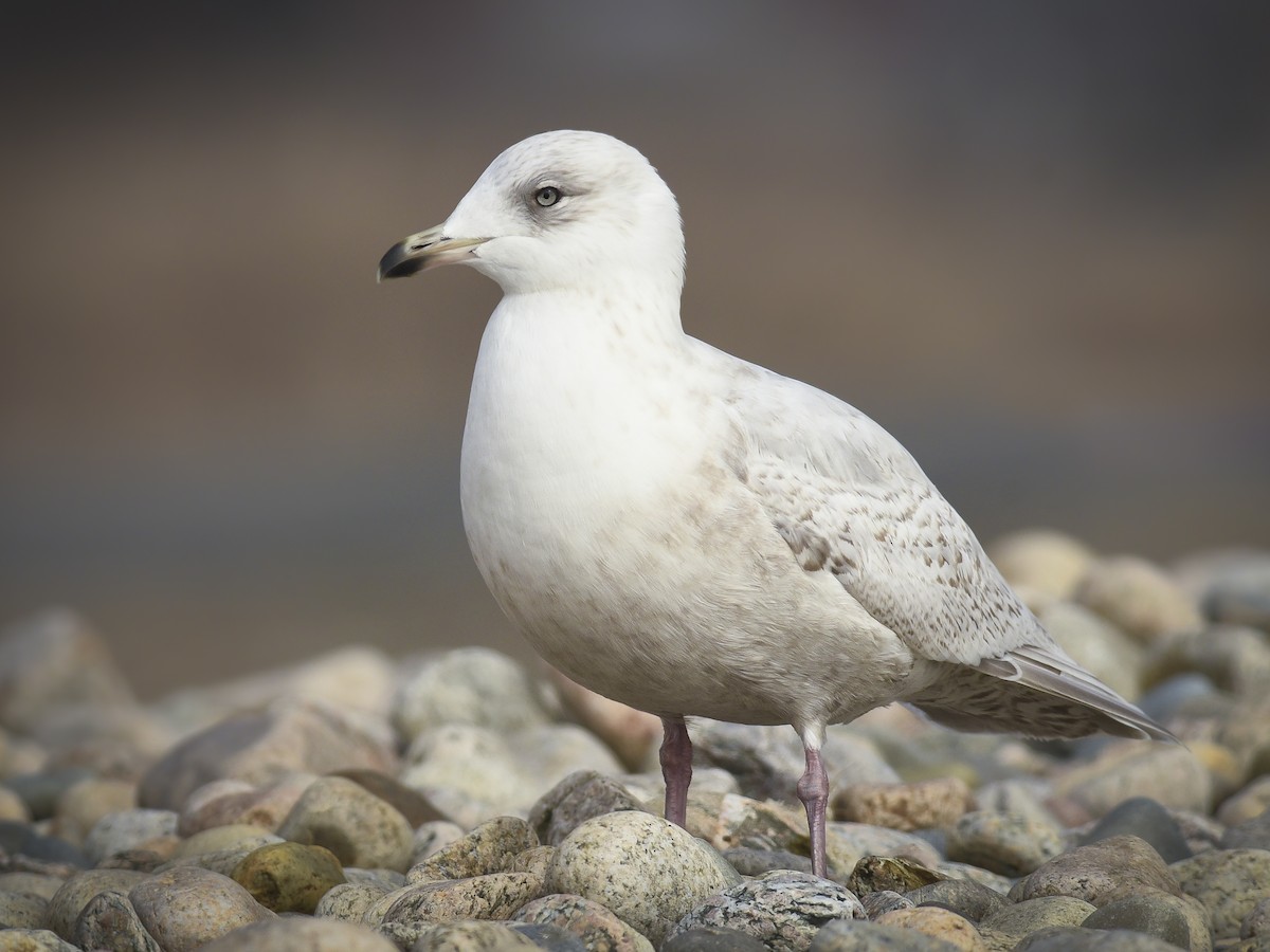 Iceland Gull - Larus glaucoides - Birds of the World