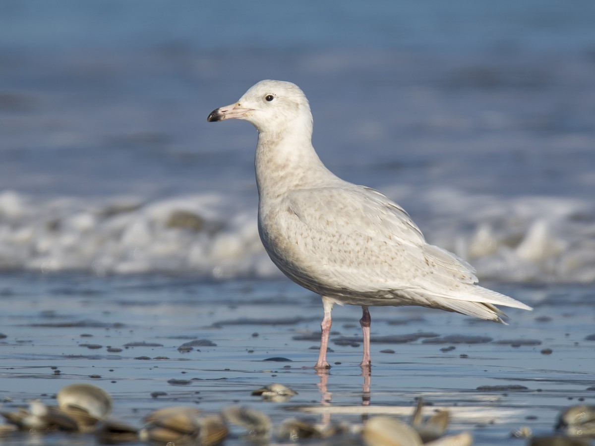 Glaucous Gull - Larus hyperboreus - Birds of the World