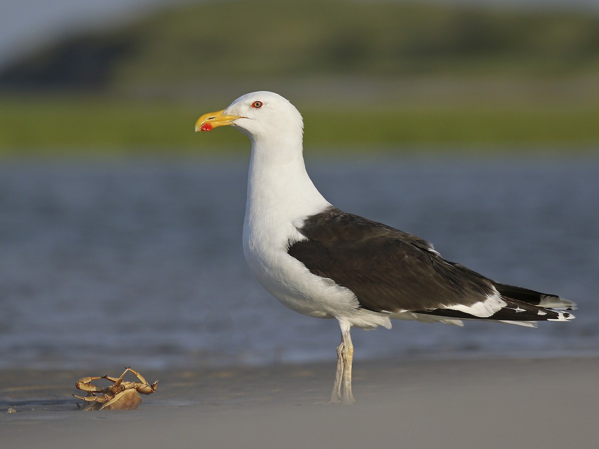 Lesser Black Backed Gull Migration Route