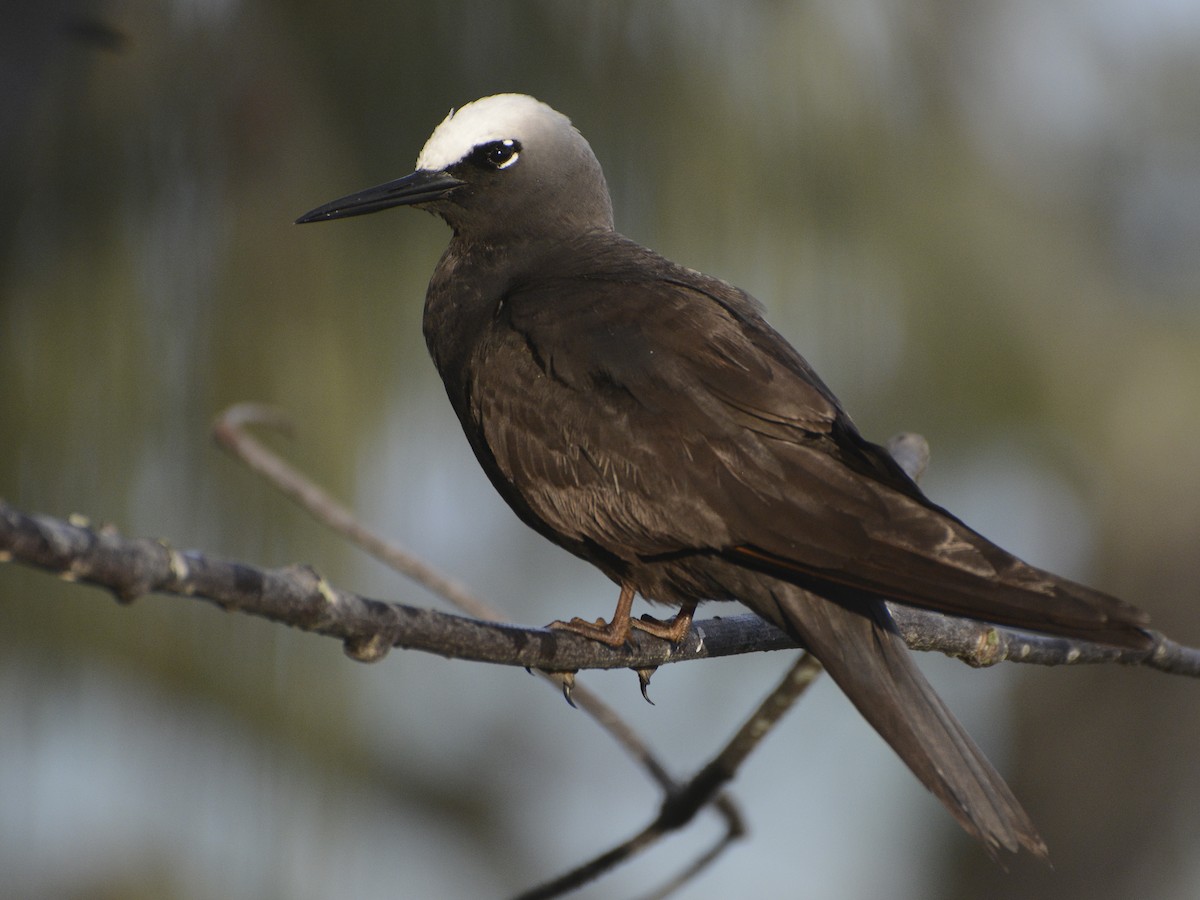Black Noddy - Anous minutus - Birds of the World