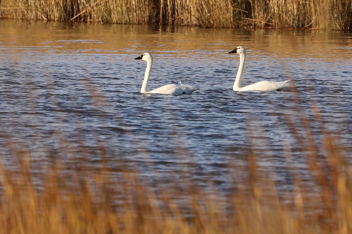eBird Checklist - 28 Nov 2019 - **Back Bay NWR - 47 species (+4 other taxa)