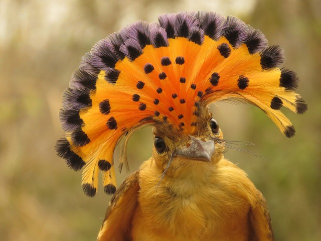 Tropical Royal Flycatcher Onychorhynchus coronatus Birds of the World