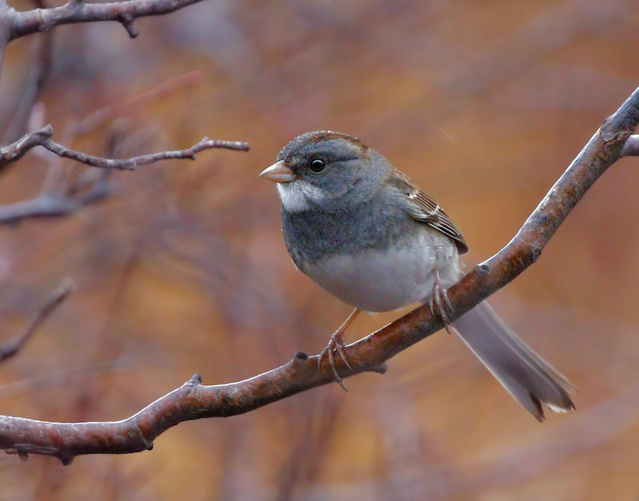 Dark-eyed Junco x White-throated Sparrow (hybrid) - eBird
