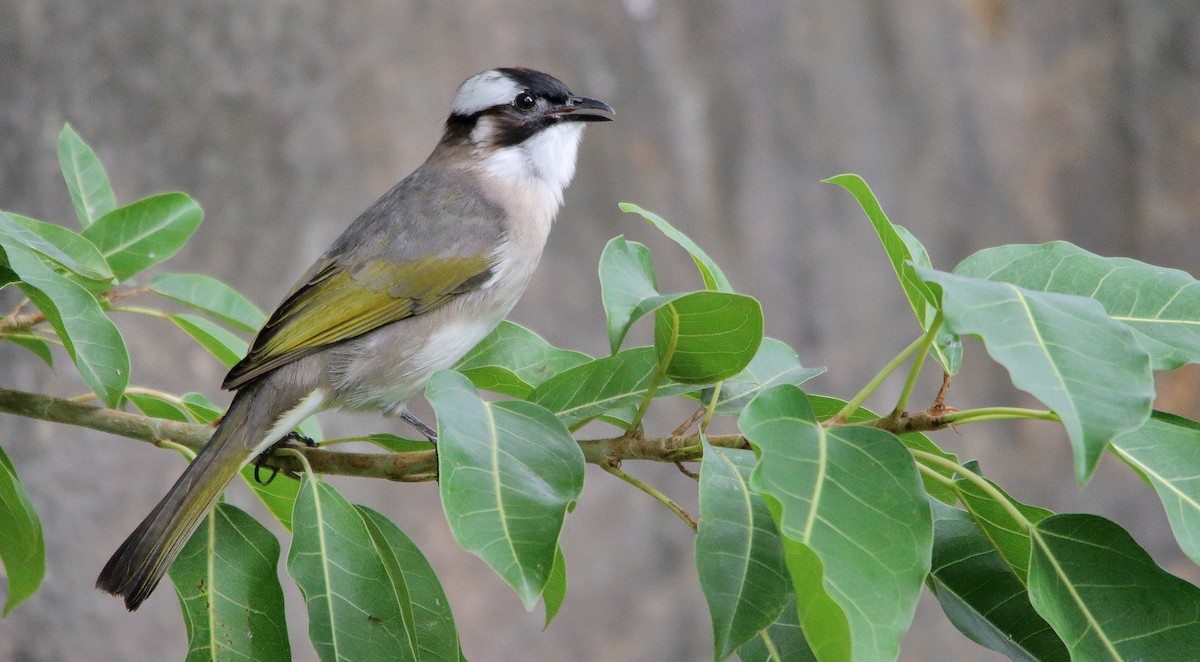 Light-vented Bulbul - Pycnonotus sinensis - Media Search - Macaulay ...