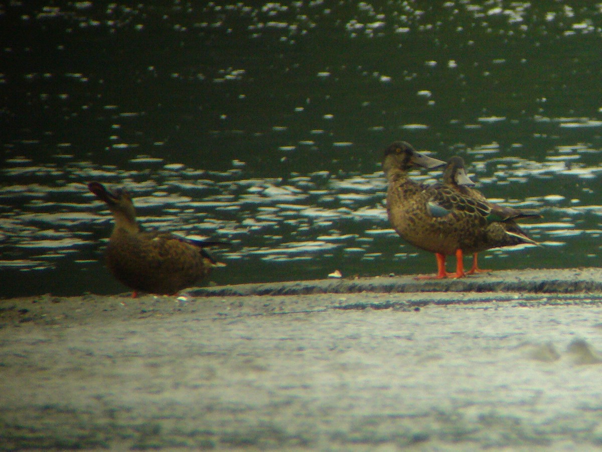 eBird Checklist - 2 Aug 2008 - Mendenhall Wetlands SGR--Fish Creek ...