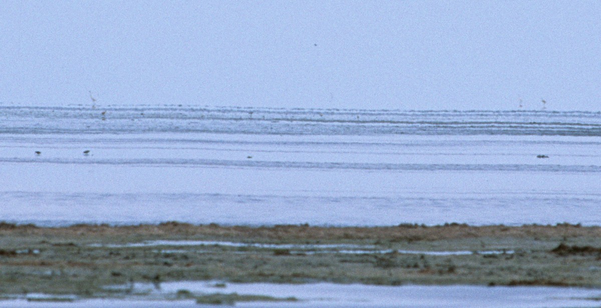 eBird Checklist - 5 May 1993 - Everglades NP--Snake Bight Canoe Launch ...
