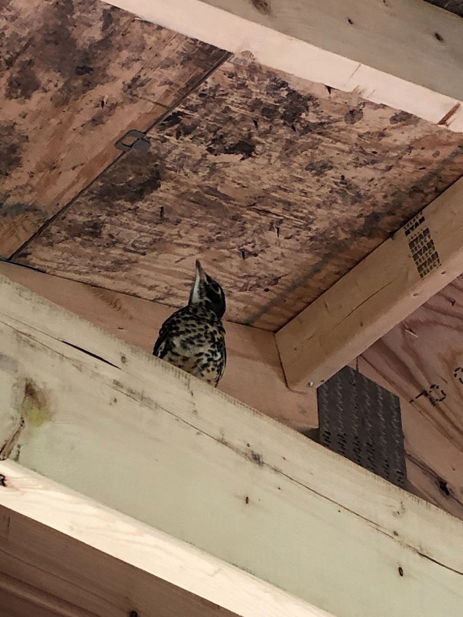 eBird Checklist - 11 Jun 2019 - Camp Cedars Boy Scout camp - 10 species