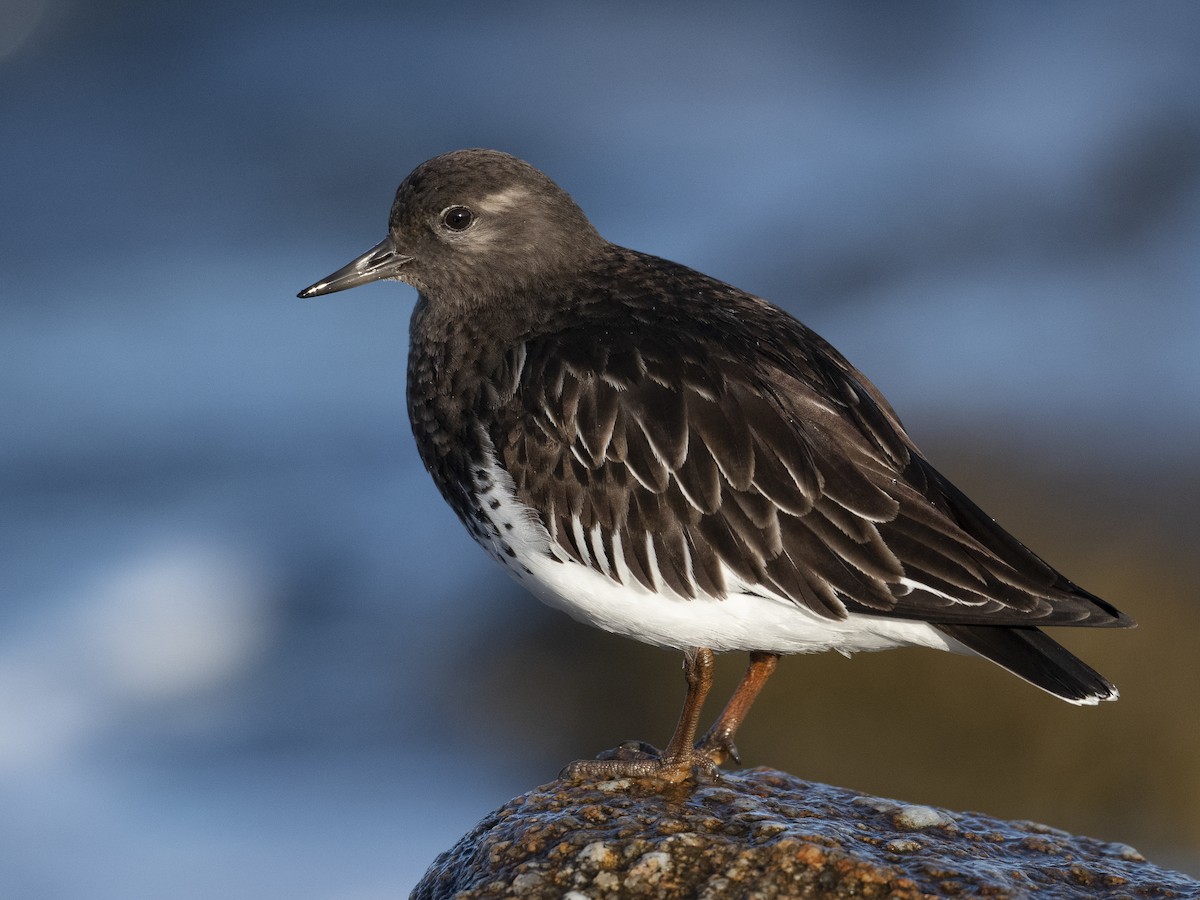 Black Turnstone - Arenaria melanocephala - Birds of the World