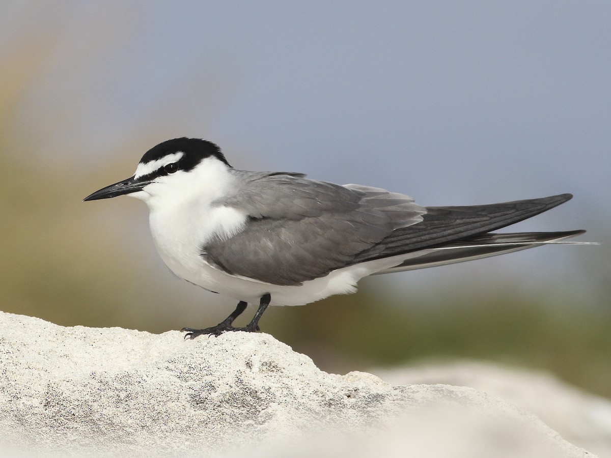 Gray-backed Tern - Onychoprion lunatus - Birds of the World