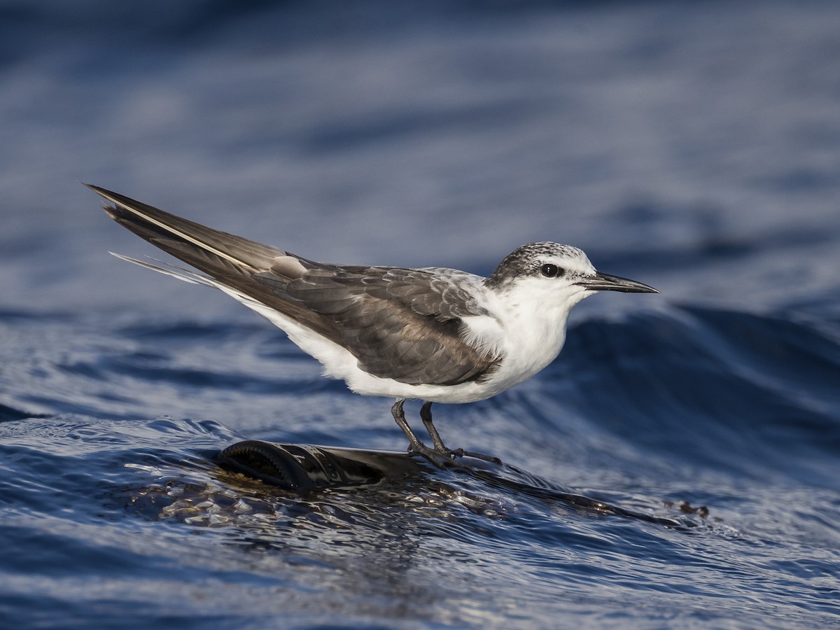 Bridled Tern - Onychoprion anaethetus - Birds of the World