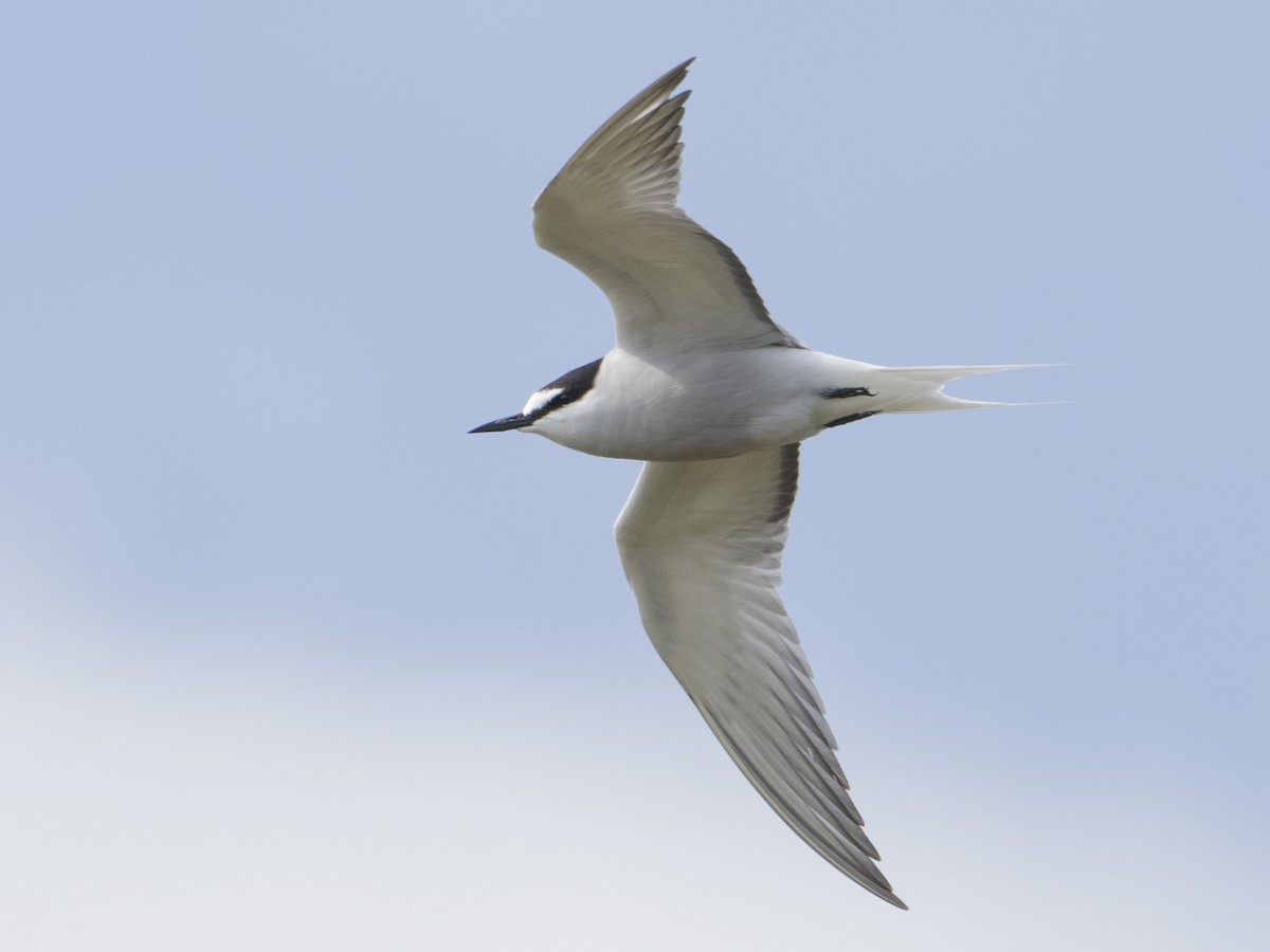 Aleutian Tern - Onychoprion aleuticus - Birds of the World
