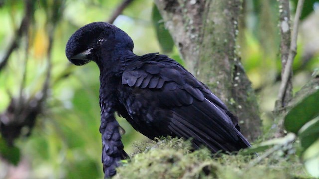 Umbrella Bird Flying