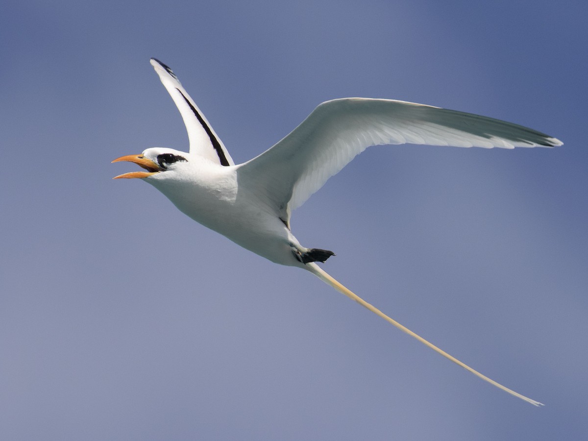 White-tailed Tropicbird - Phaethon lepturus - Birds of the World