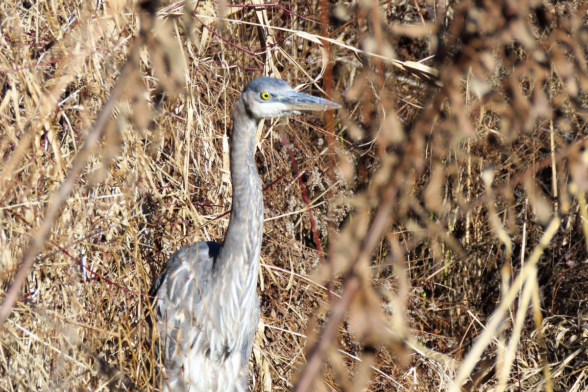 eBird Checklist - 30 Nov 2019 - Dunback Meadow - 17 species