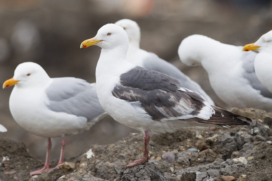 eBird Checklist - 16 Jun 2018 - Inuvik--dump - 13 species (+1 other taxa)